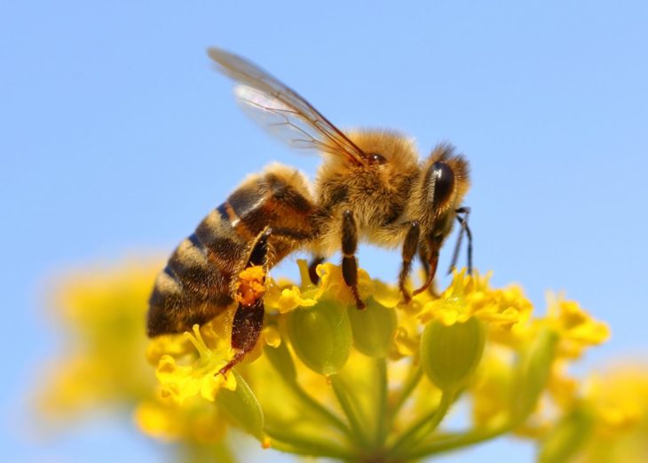 È possibile vaccinare le api? - CiRAA - Centro di Ricerche Agro ...